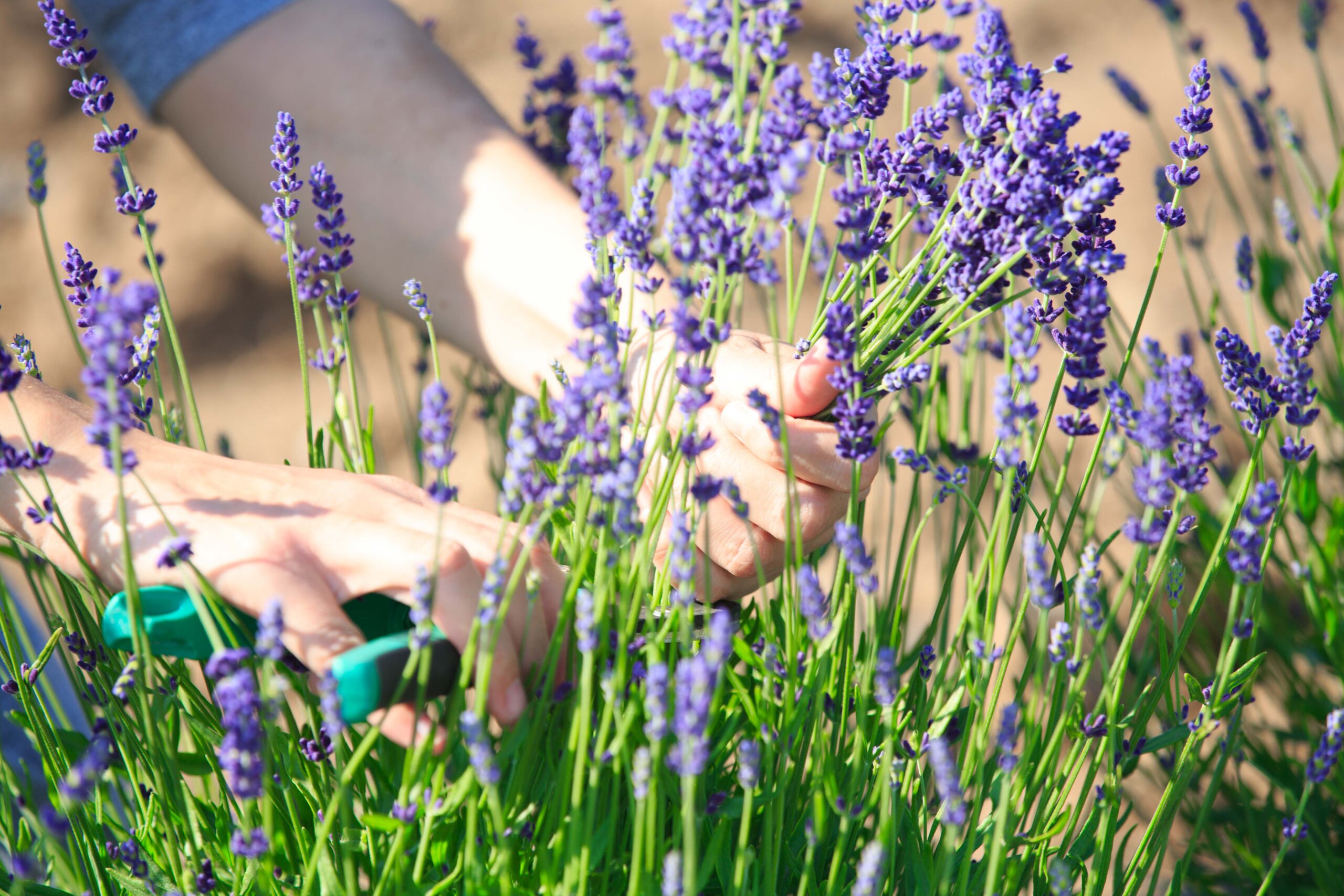 ΠΡΟΓΡΑΜΜΑΤΑ ΕΚΠΑΙΔΕΥΣΗΣ - ΙΔΡΥΜΑ ΜΠΟΔΟΣΑΚΗ