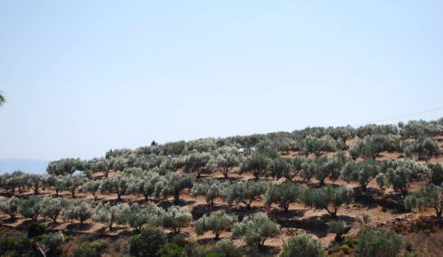 ΙΔΡΥΜΑ ΜΠΟΔΟΣΑΚΗ